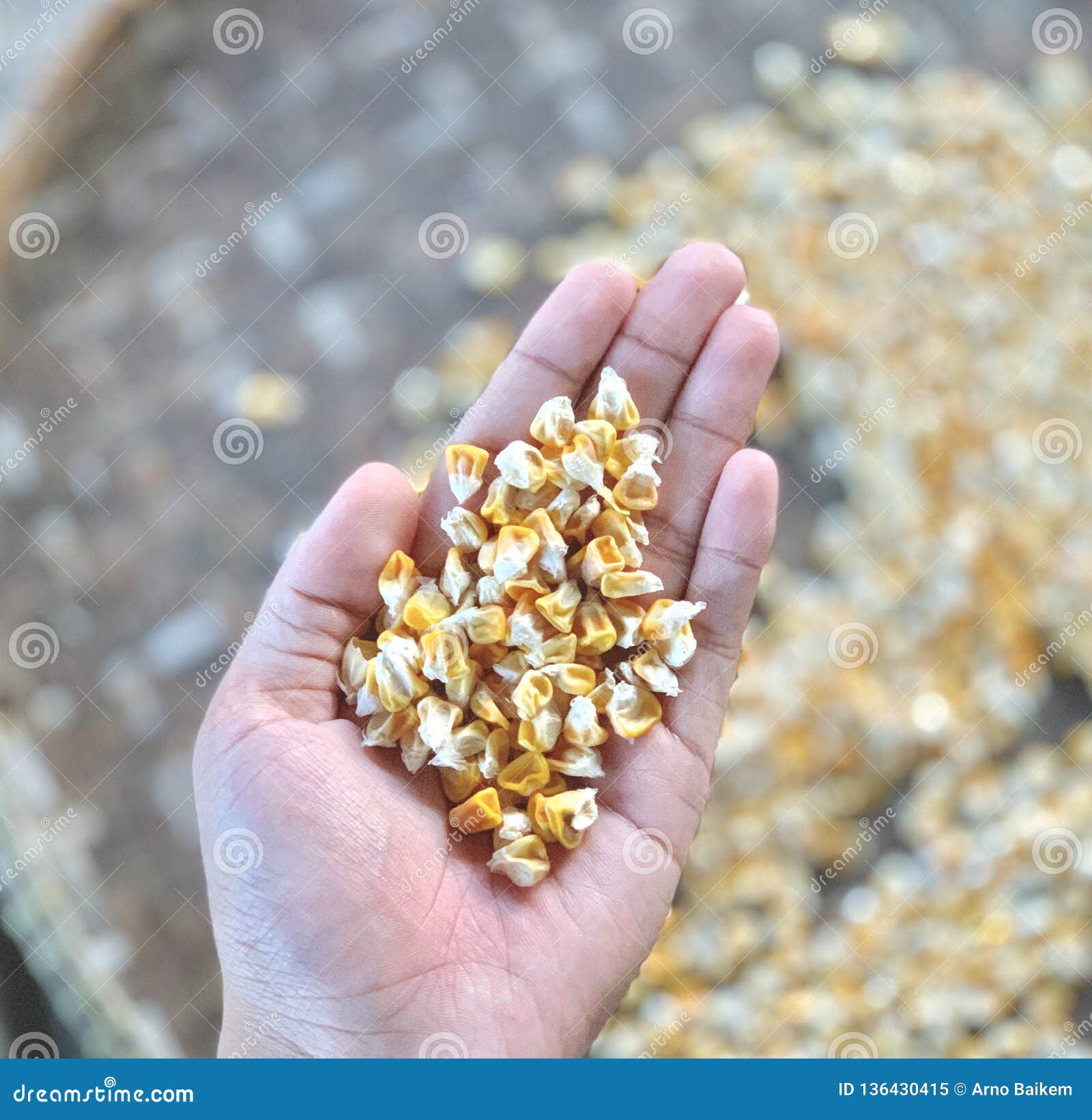 Corn Seeds are in the Palm. Stock Image - Image of seeds, palm: 136430415
