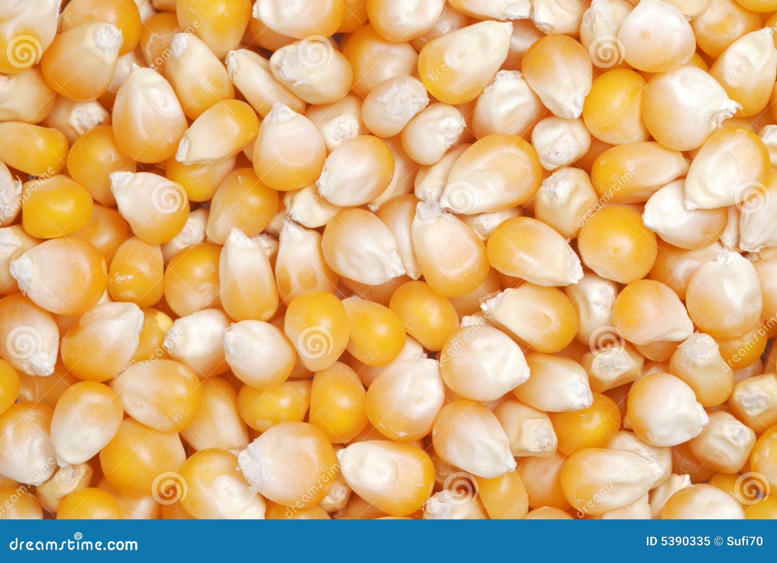 Corn Seeds Background Royalty-Free Stock Photography | CartoonDealer ...