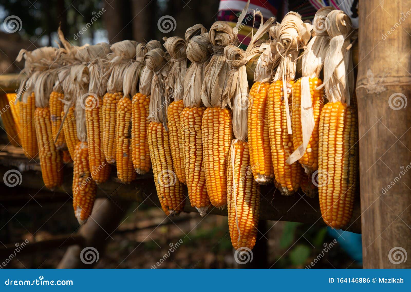 Corn seeds stock photo. Image of maize, food, colorful - 164146886