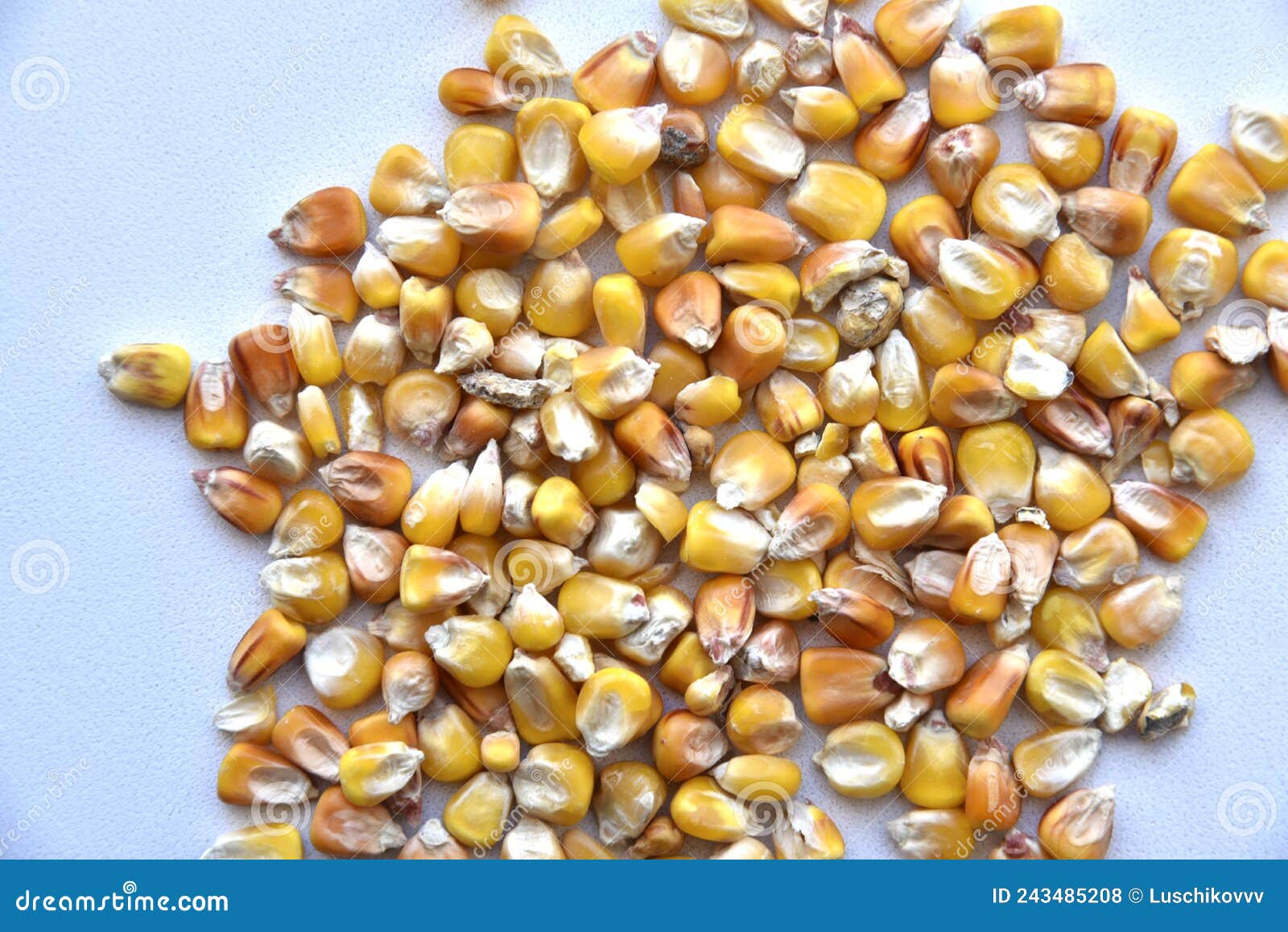 Corn Seeds on a White Background Stock Photo - Image of popcorn, grain ...