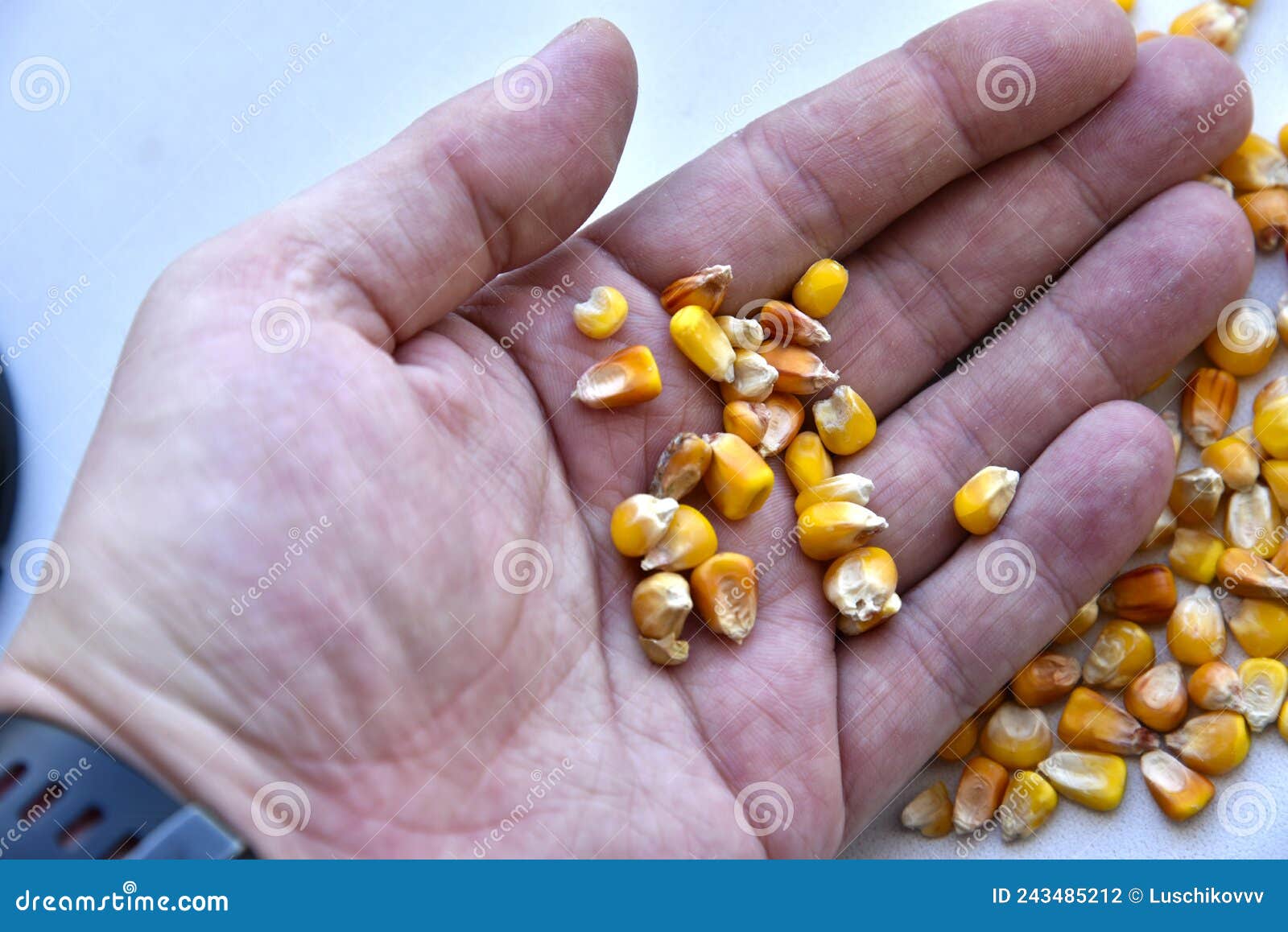 Corn Seeds on a White Background and in Hand Stock Photo - Image of ...