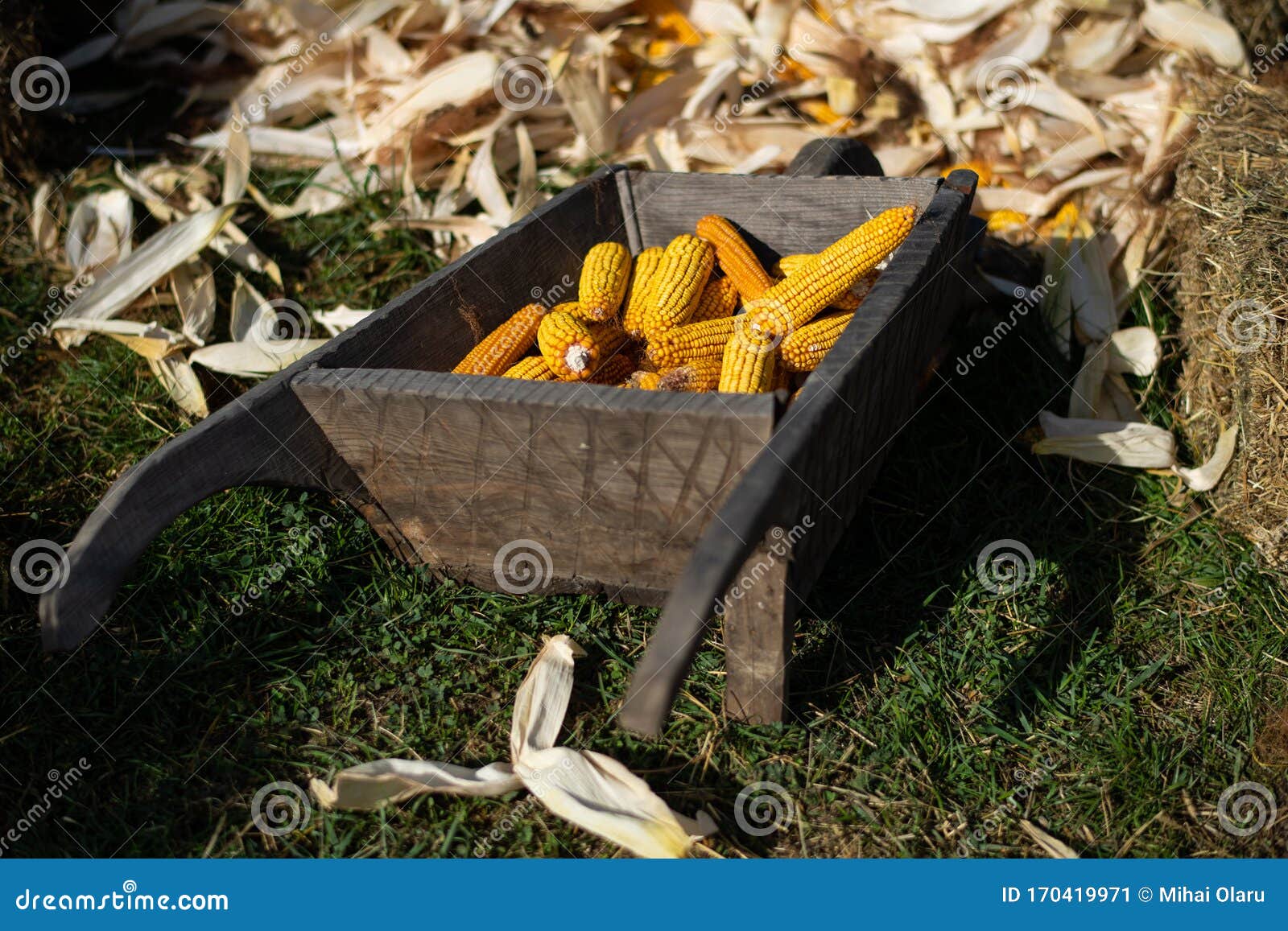 Corn Separate from Chaff Inside the Wheelbarrow after Harvest Stock ...