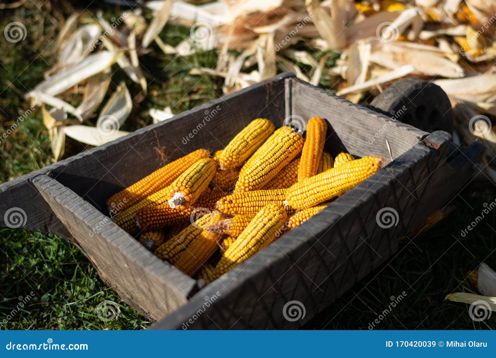 Corn Separate from Chaff Inside the Wheelbarrow after Harvest Stock ...