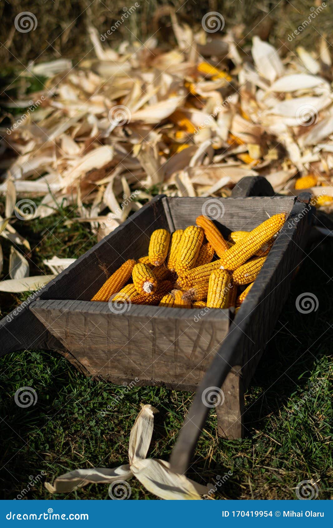 Corn Separate from Chaff Inside the Wheelbarrow after Harvest Stock ...