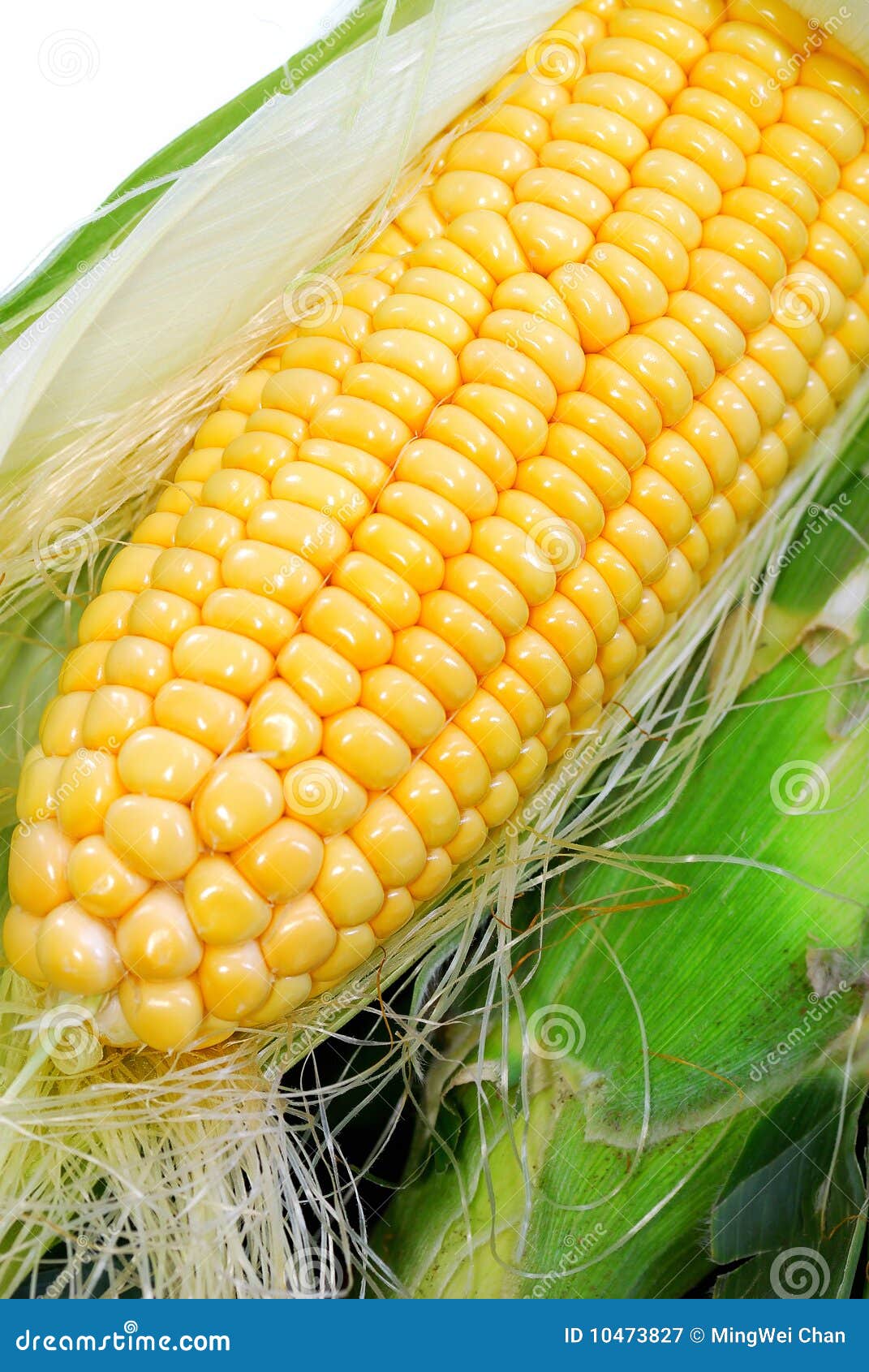 Corn Series 01 Royalty-Free Stock Photography | CartoonDealer.com #10473827