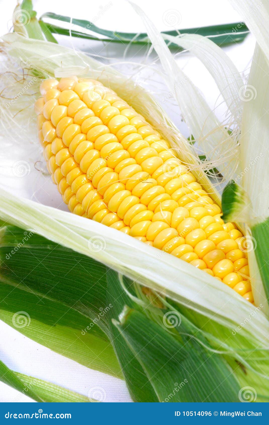 Corn Series 01 stock photo. Image of leaf, food, plant - 10514096