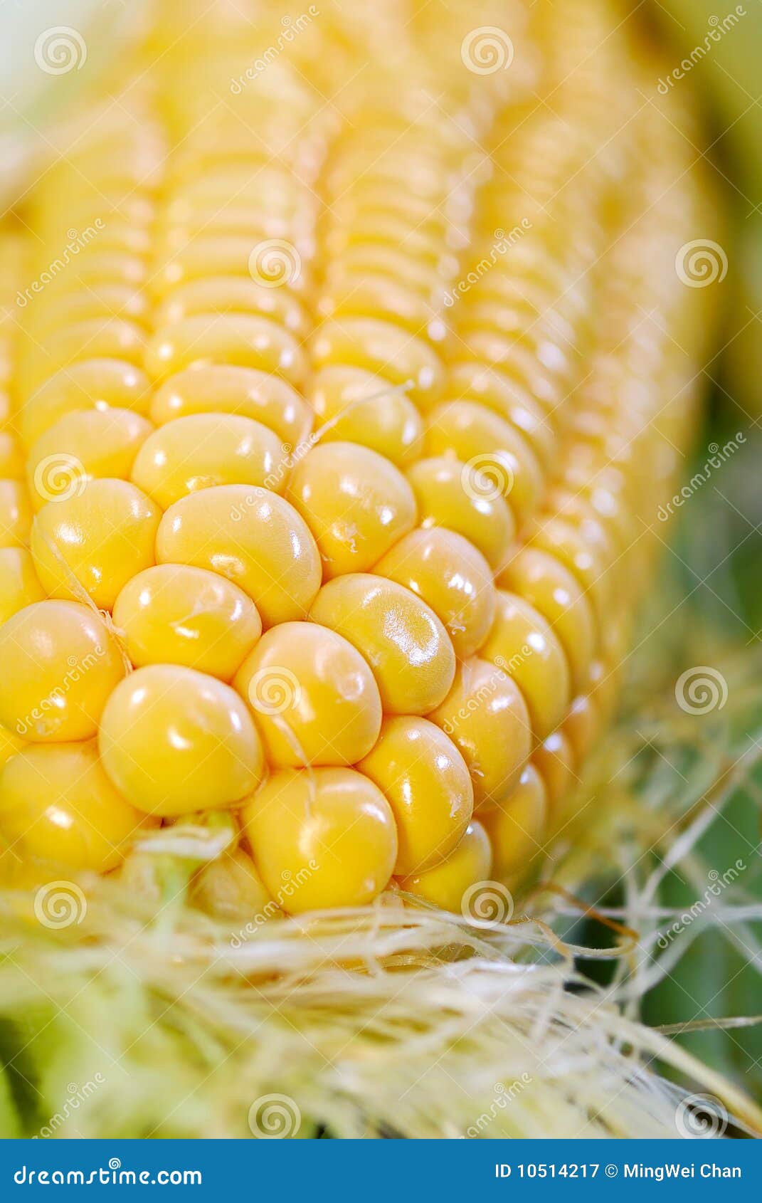 Corn Series 01 Royalty-Free Stock Photography | CartoonDealer.com #10473827