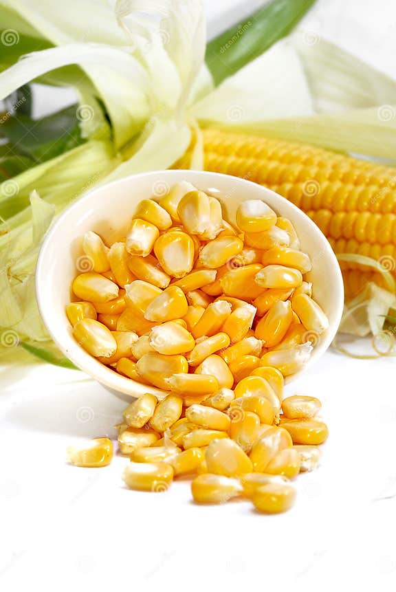 Corn Series 03 stock photo. Image of plant, thailand - 10514190