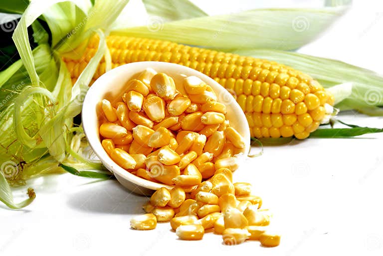 Corn Series 03 stock photo. Image of autumn, background - 10558474