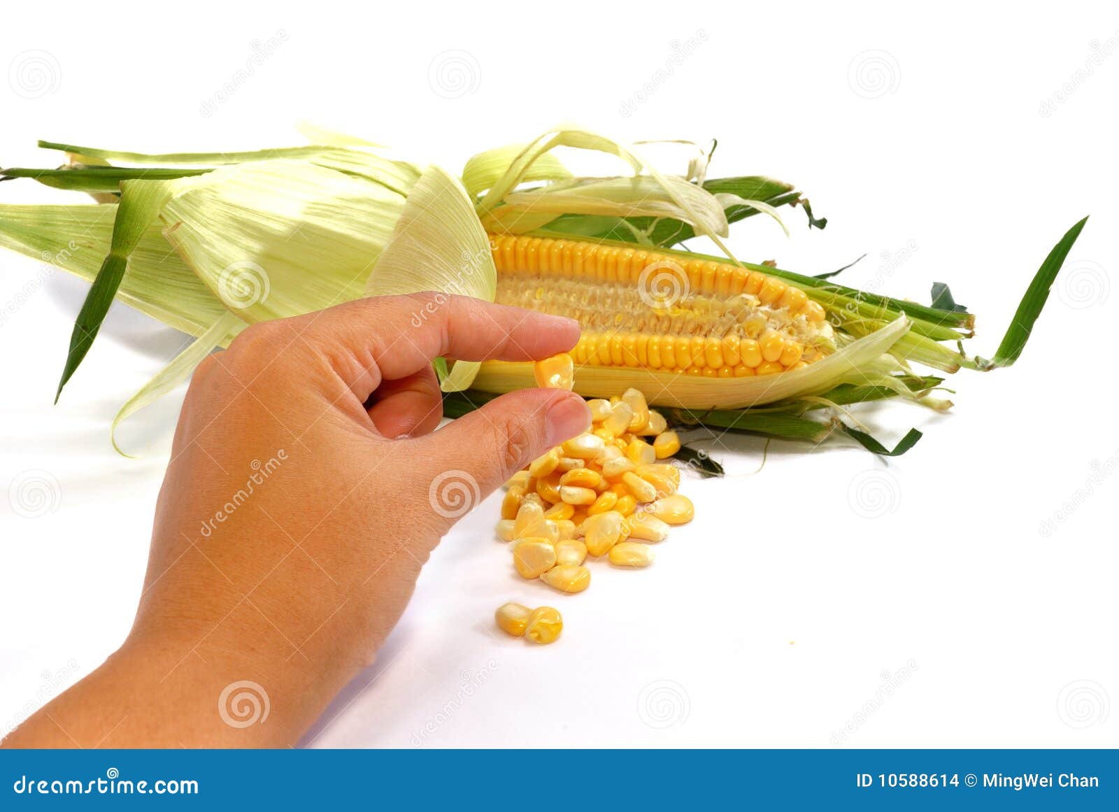 Corn Series 04 stock photo. Image of sweetcorn, fruit - 10588614