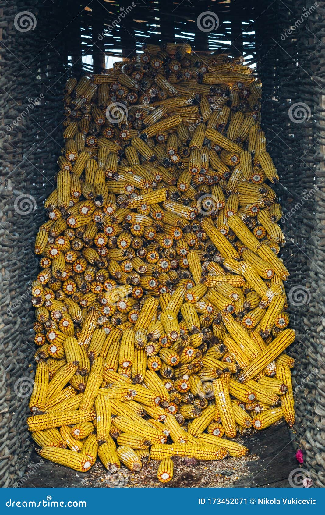 Corn shack on a farm stock image. Image of farm, macaroni - 173452071