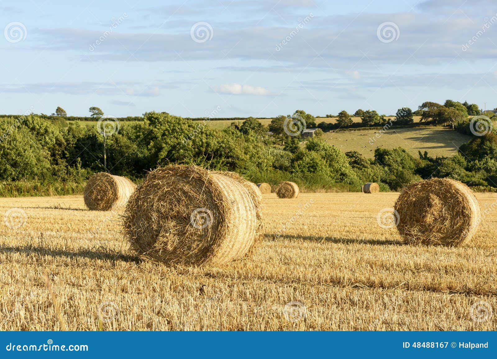 Corn Sheaves and Hilly Countryside, Cornwall Stock Image - Image of ...
