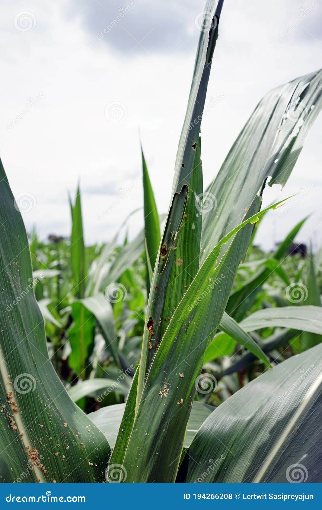 Corn Shoot and Leaf Damage from Pest Infestation Stock Photo - Image of ...