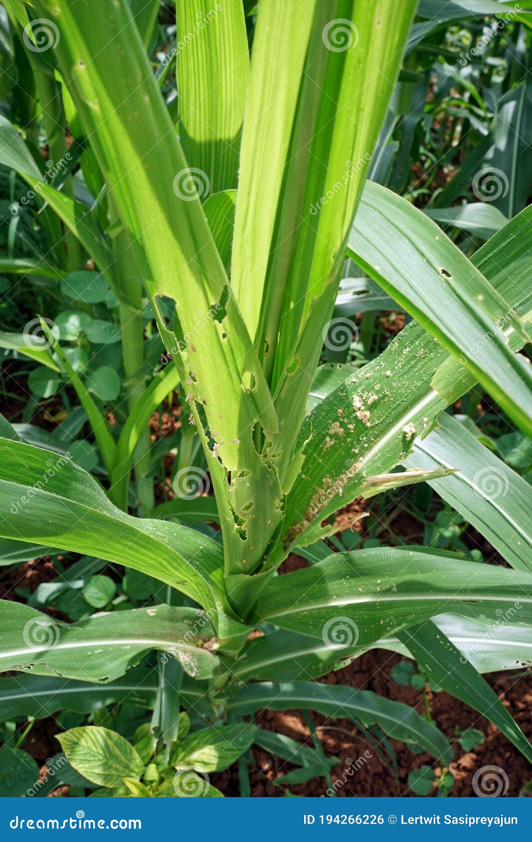 Corn Shoot and Leaf Damage from Pest Infestation Stock Photo - Image of ...