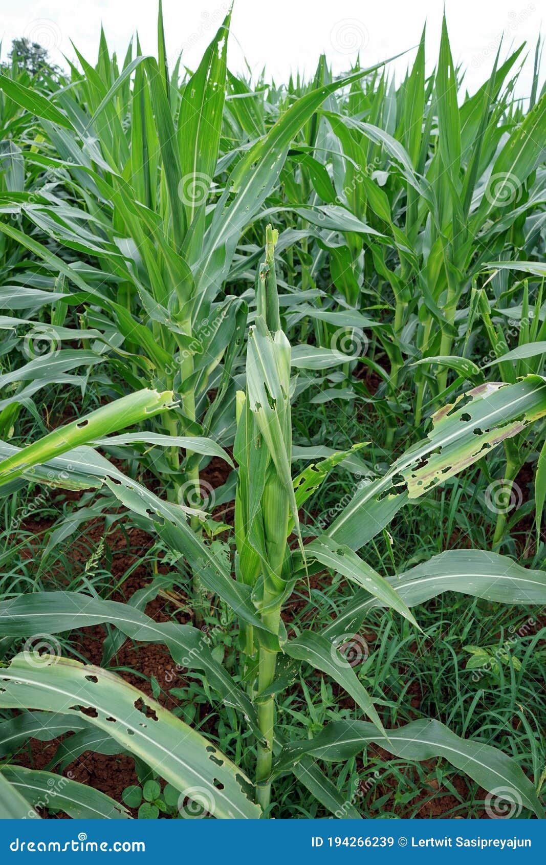 Corn Shoot And Leaf Damage From Pest Infestation Royalty-Free Stock ...