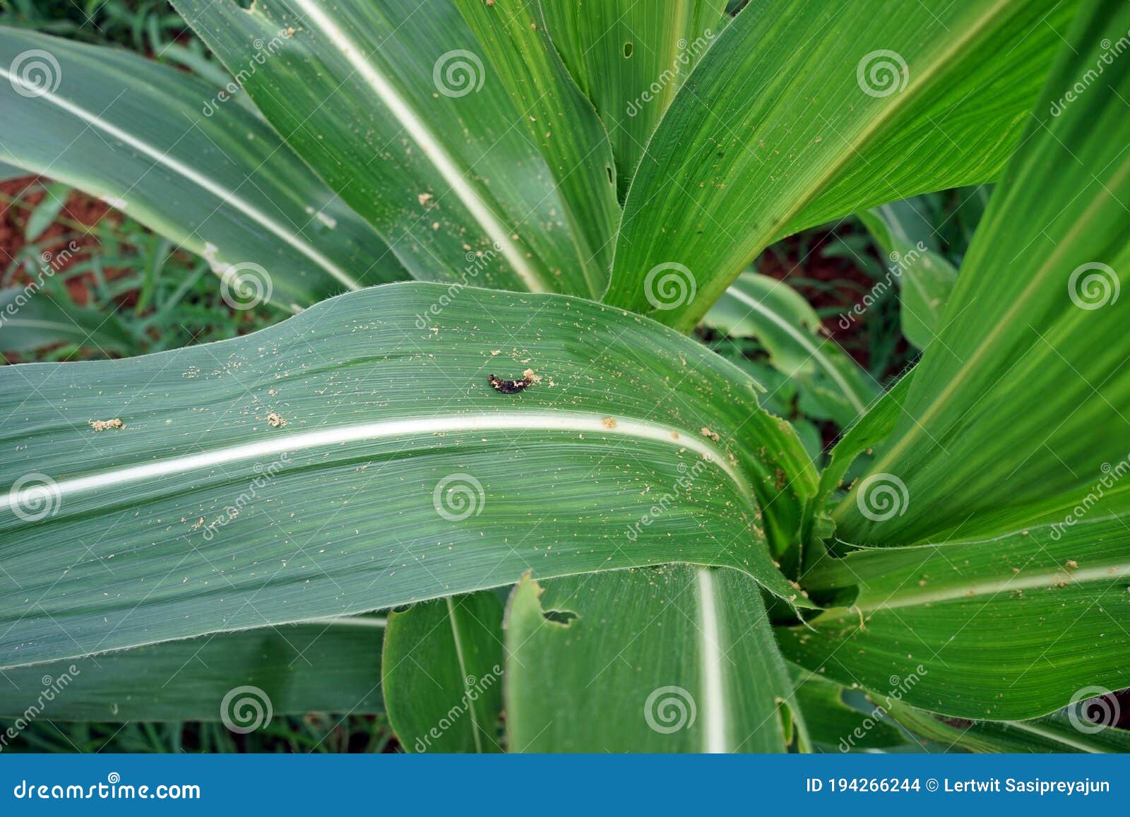 Corn Shoot And Leaf Damage From Pest Infestation Royalty-Free Stock ...