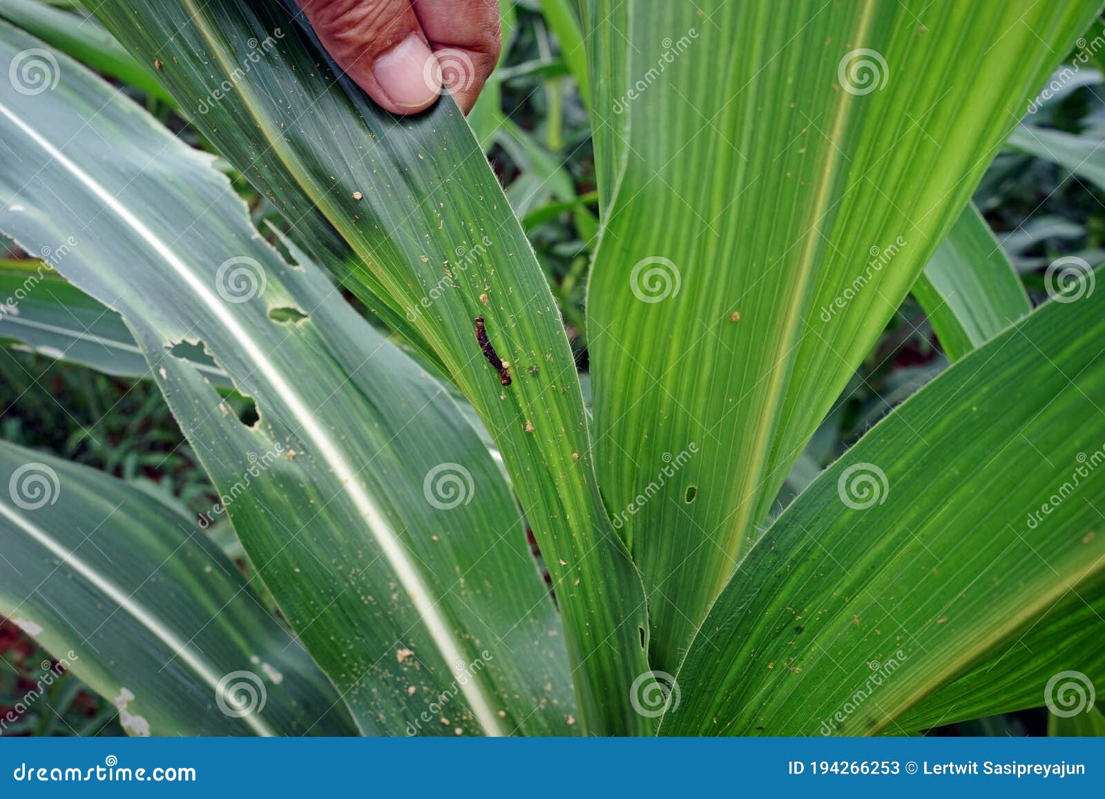 Corn Shoot and Leaf Damage from Pest Infestation Stock Image - Image of ...