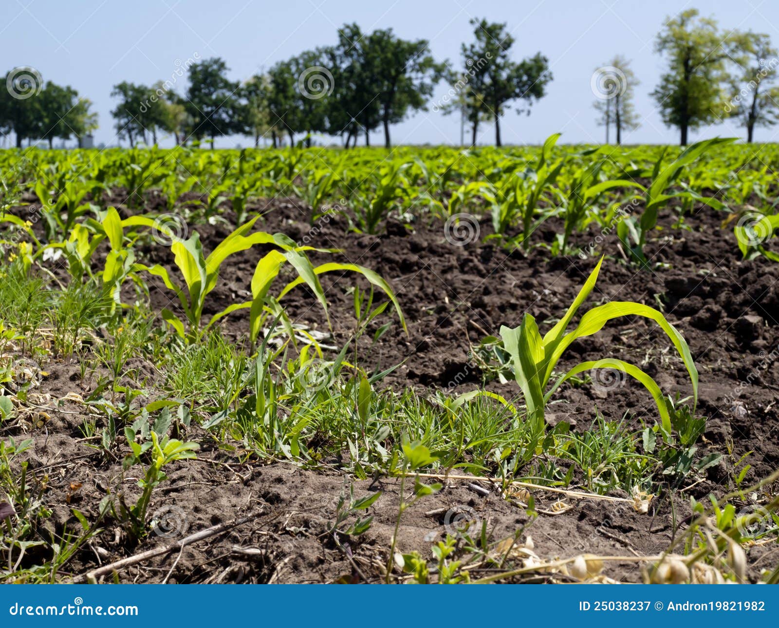 Corn shoots stock image. Image of culture, sprouts, leaf - 25038237