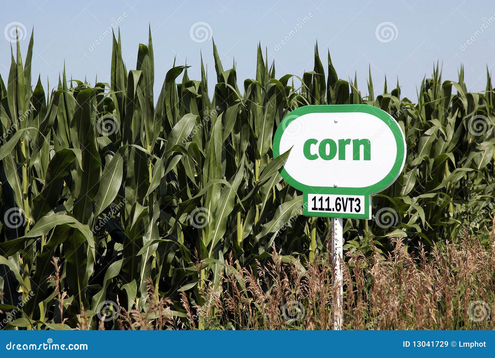 Corn Sign beside Field of Corn Stock Image - Image of countryside, farm ...