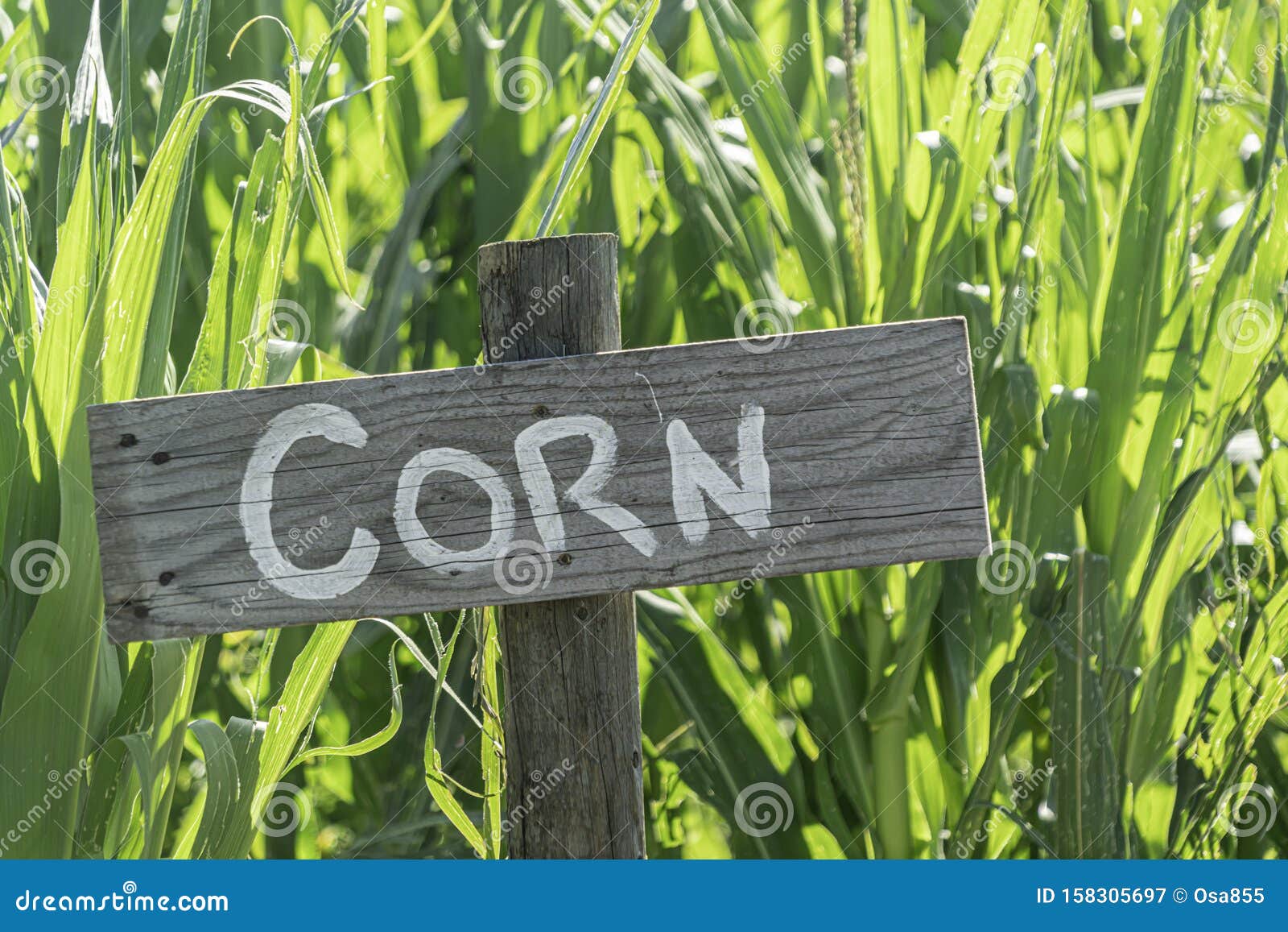 Corn Sign in Front of a Corn Maze Stock Image - Image of sign, plant ...