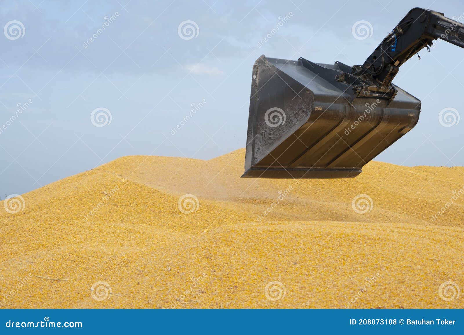 Corn Silage Pile with Tractor Stuck Stock Photo - Image of group ...
