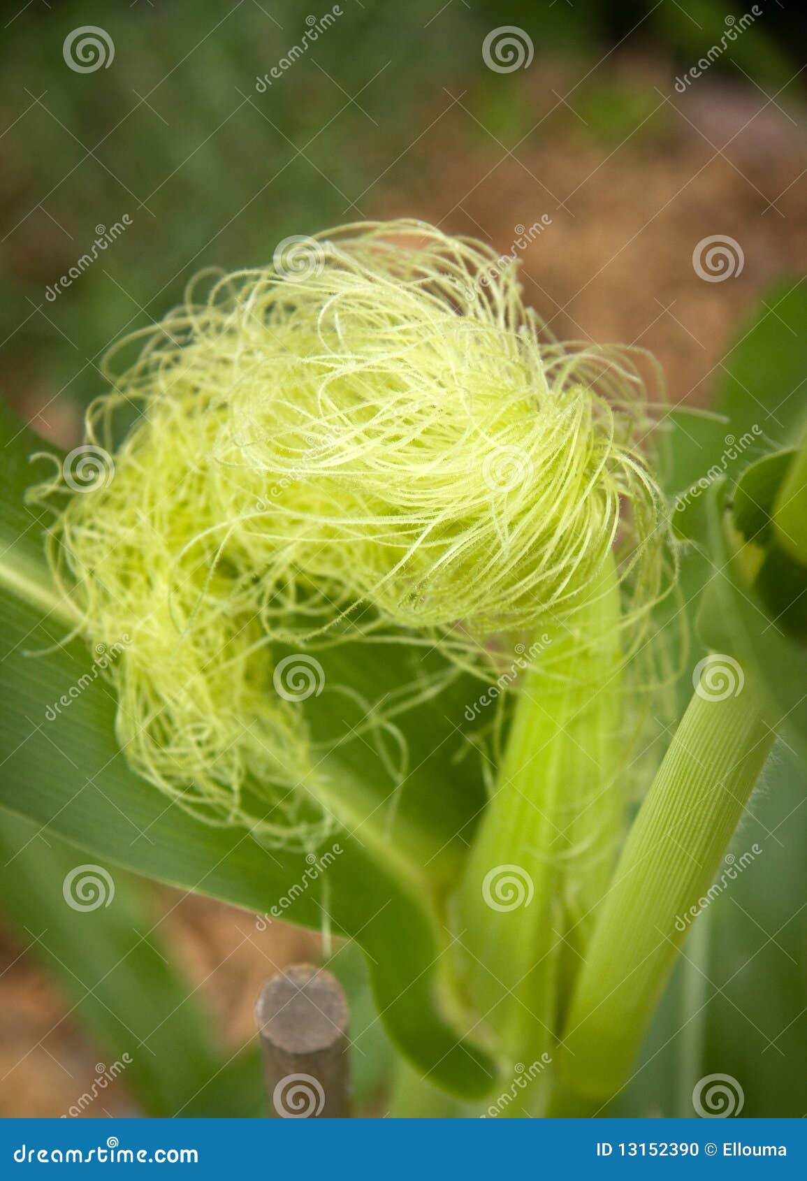 Corn Silk stock photo. Image of vegetable, corn, sweet - 13152390