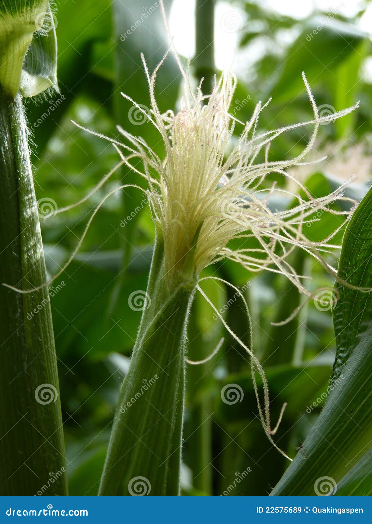Corn Silk stock image. Image of gardens, leaves, green - 22575689