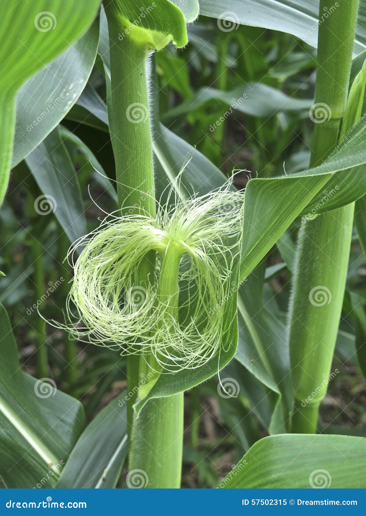 Corn silk curls in field stock image. Image of curls - 57502315