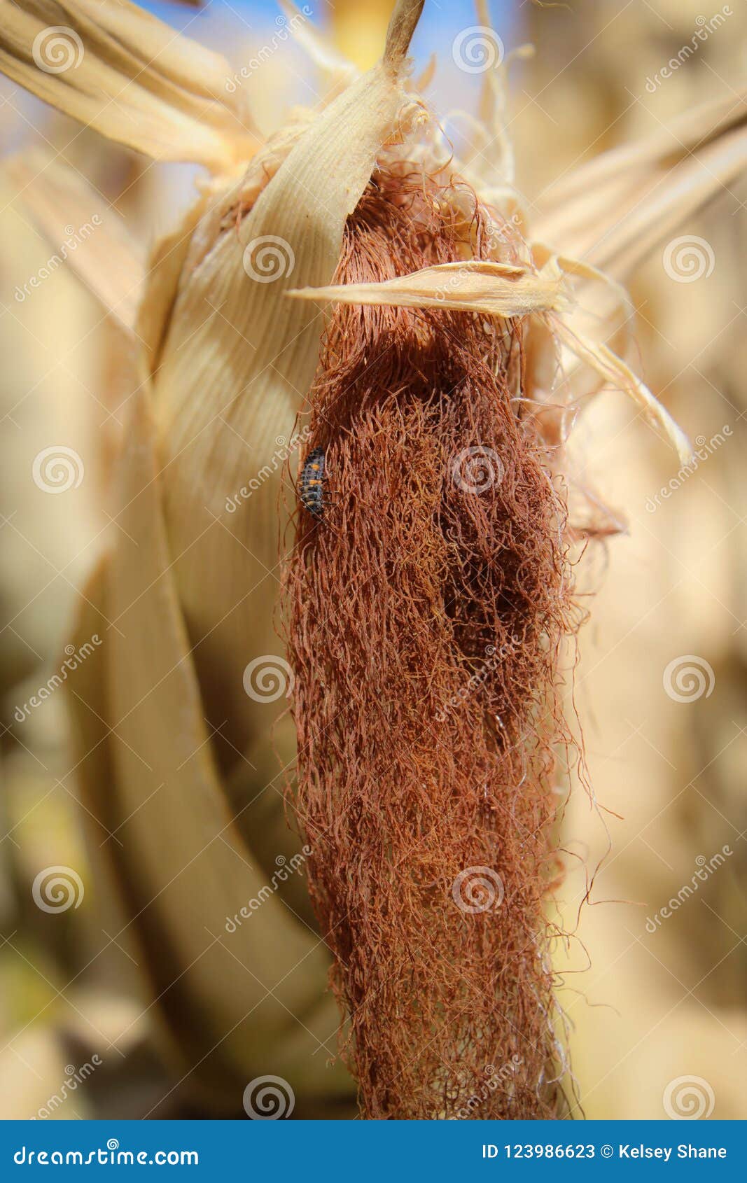 Corn Silk Overflowing from a Husk Stock Image - Image of upclose ...