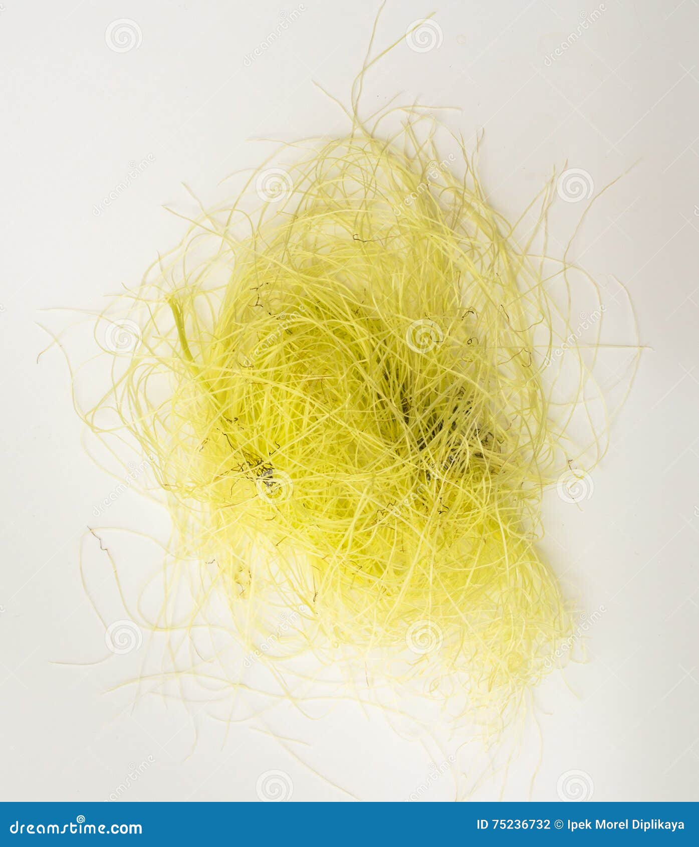 Corn Silk on White Background Stock Photo - Image of closeup, fresh ...