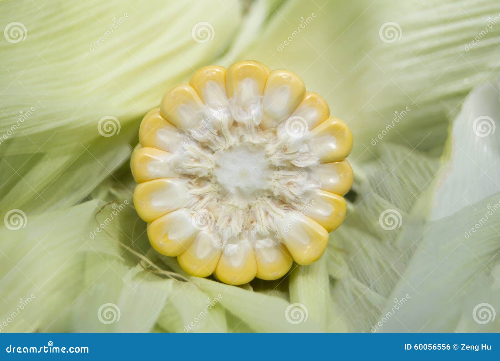 Corn and Skin stock photo. Image of food, cross, object - 60056556