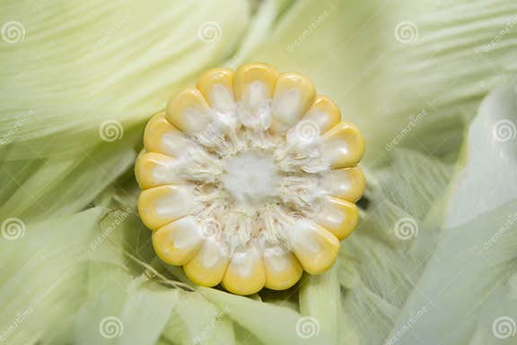 Corn and Skin stock photo. Image of food, cross, object - 60056556