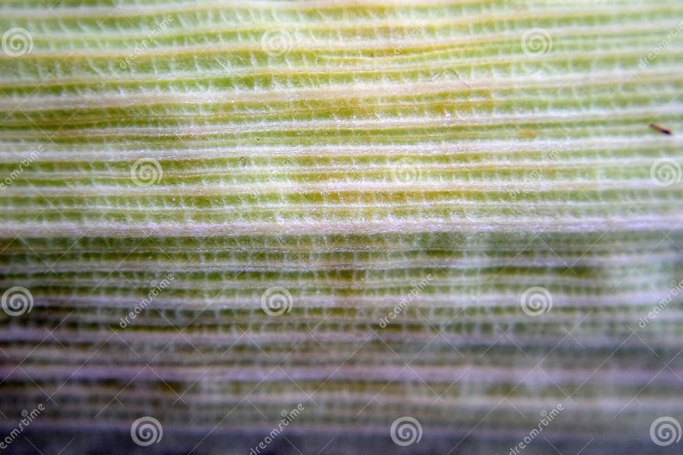 Corn skin stock image. Image of close, macro, crop, details - 137067597