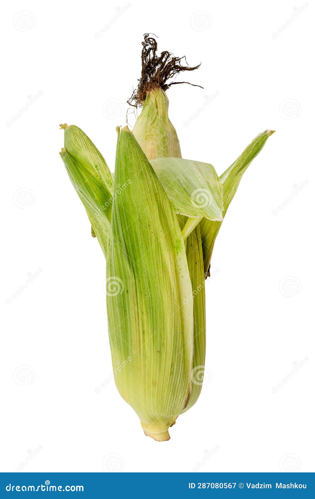 Corn in the Skin on a White Background. Cob of Corn Close Up Stock ...