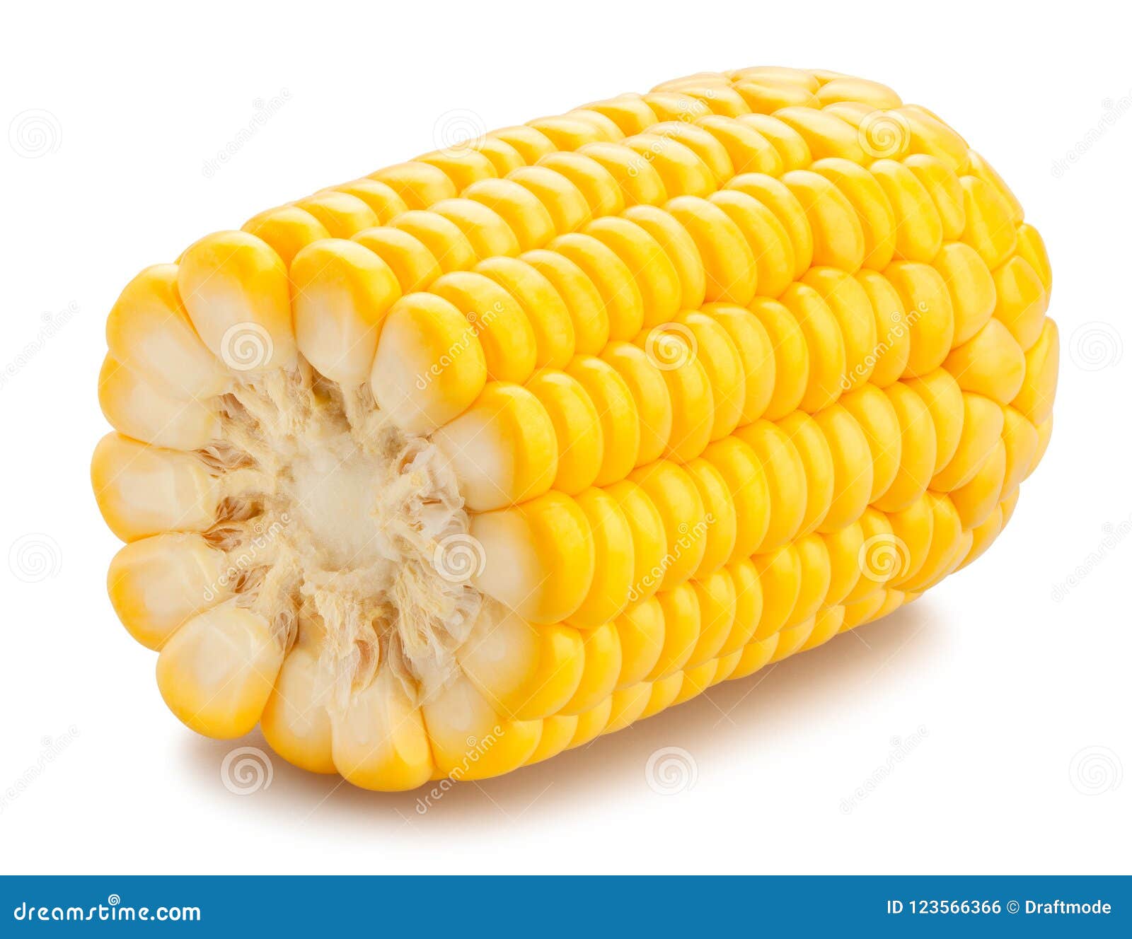 Corn stock photo. Image of closeup, seeds, isolated - 123566366