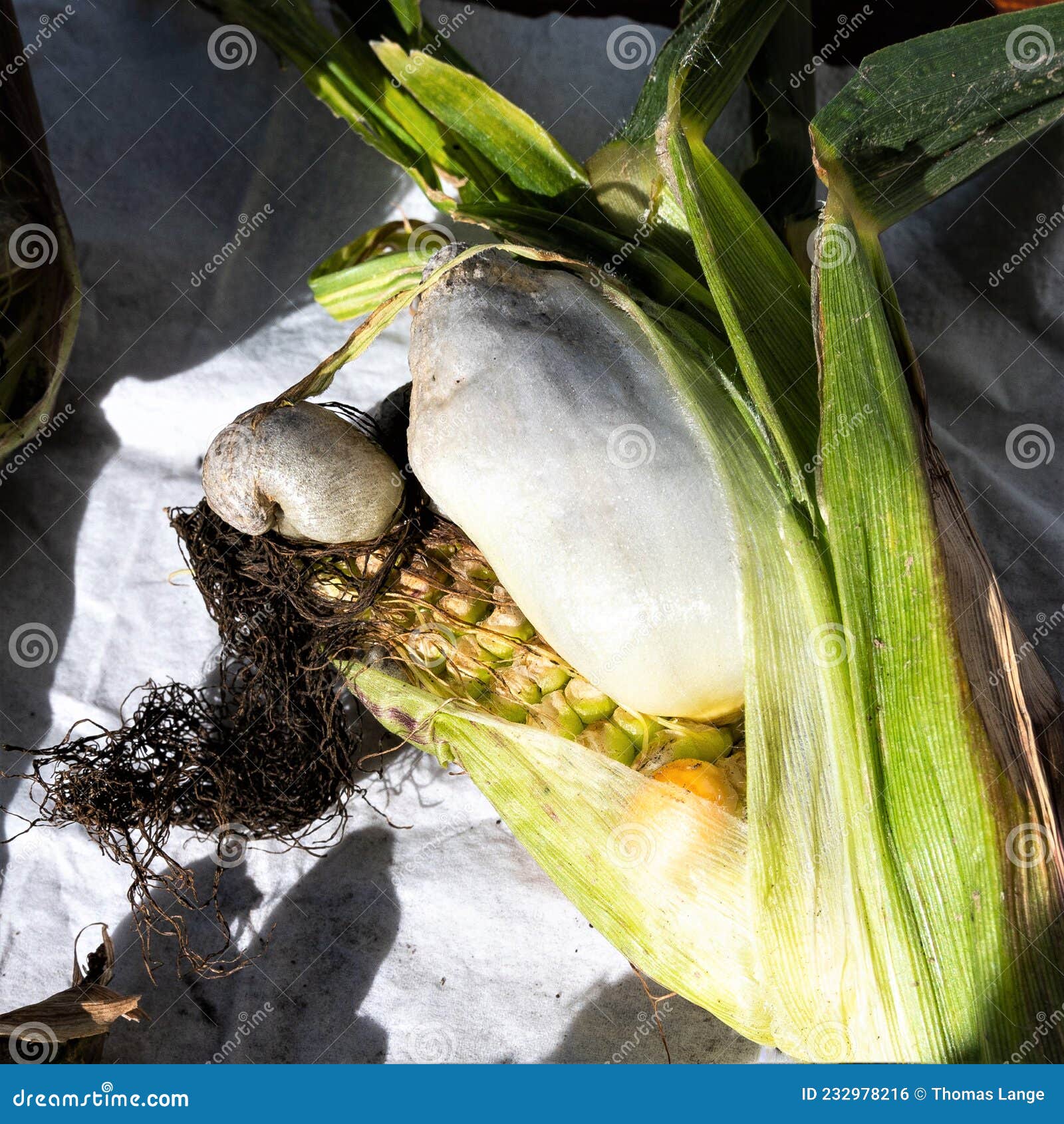 Corn Smut Caused By Fungus Ustilago Maydis Royalty-Free Stock ...