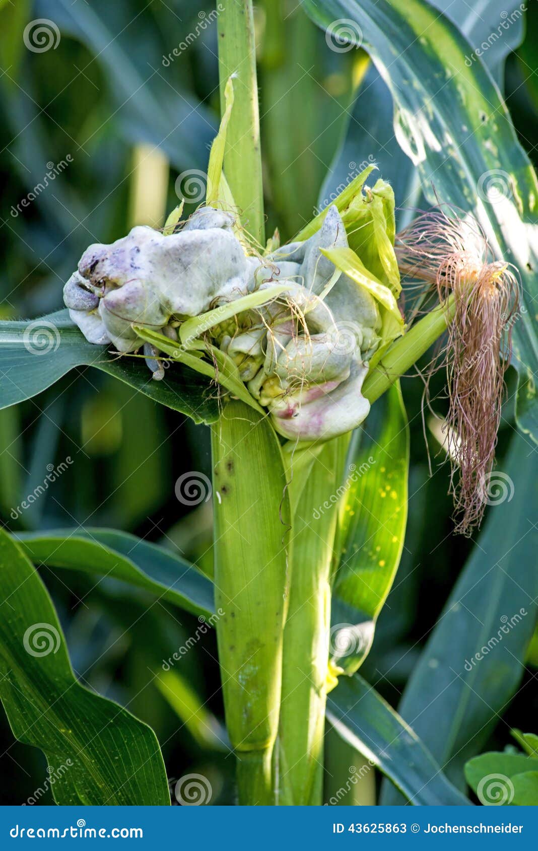 Corn Smut Ustilago Zeae. Ustilago Maydis Disease On Corn Cob. Stock ...