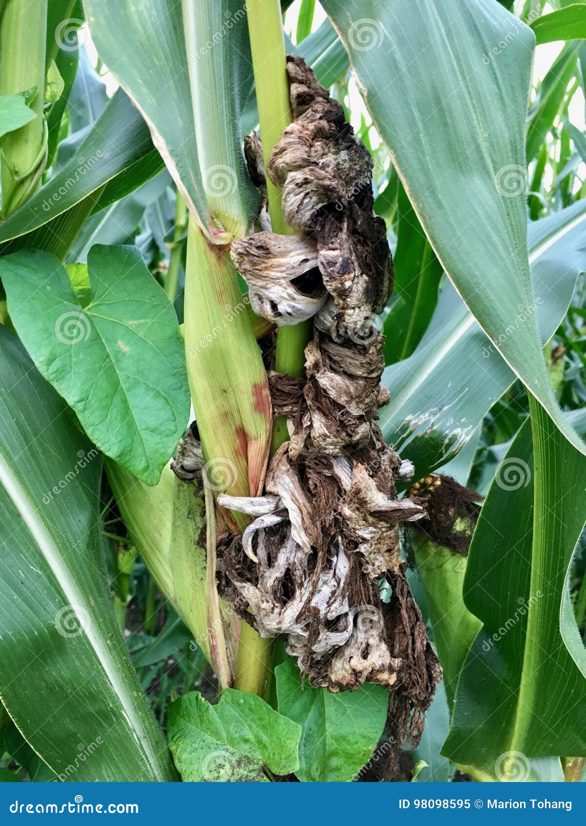 Corn Smut Ustilago Zeae. Ustilago Maydis Disease On Corn Cob. Stock ...