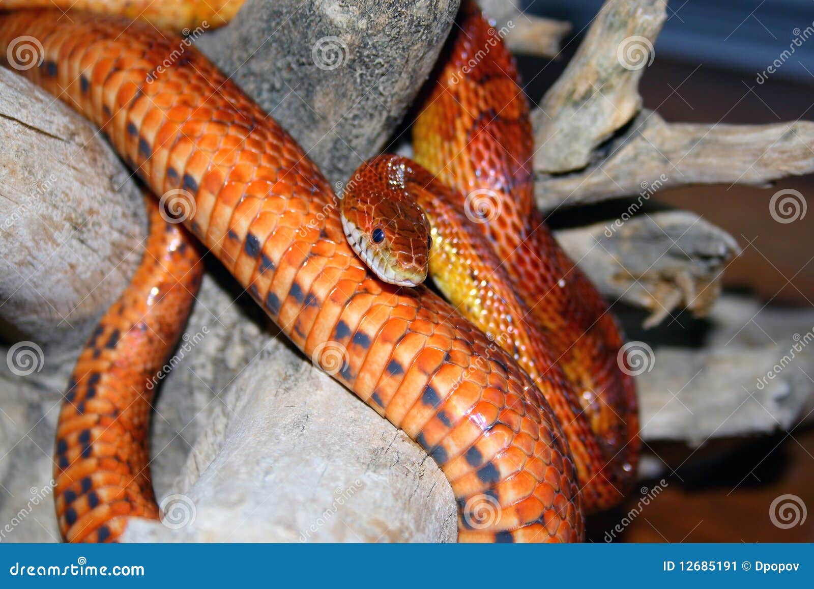Corn snake stock image. Image of guttata, zoology, snake - 12685191