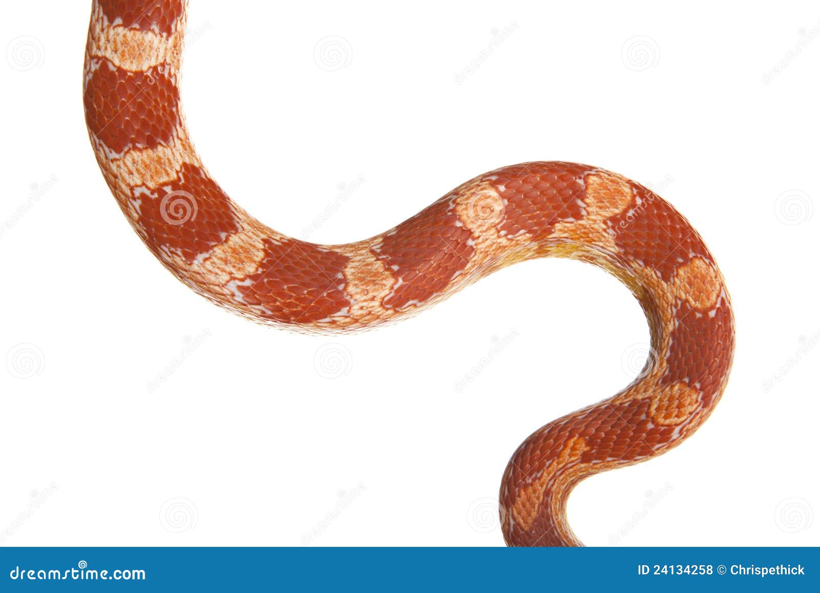 Corn Snake Eating Mouse Stock Photo | CartoonDealer.com #87892974