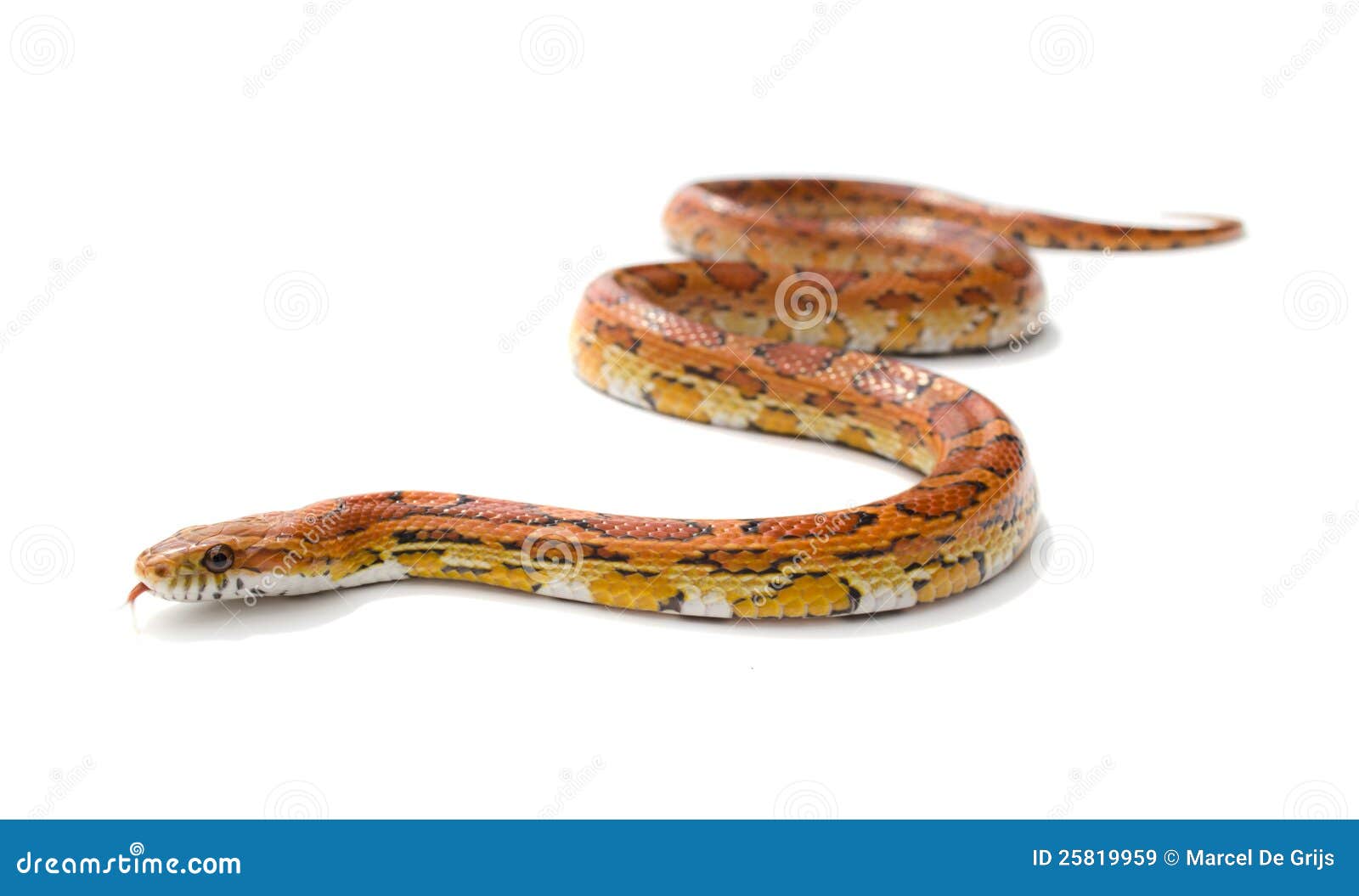 Corn snake stock image. Image of close, climbing, snake - 25819959