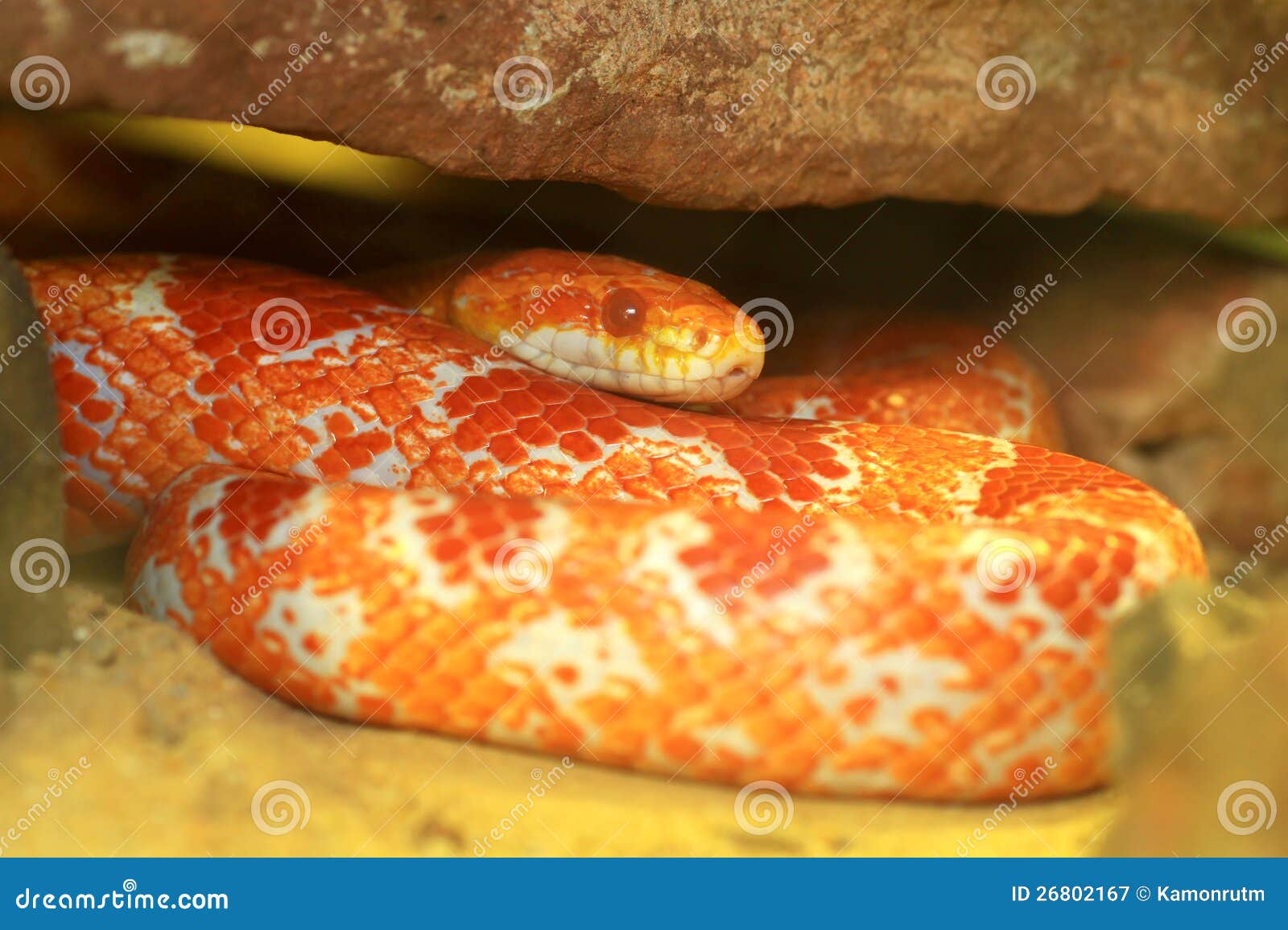 Corn snake stock image. Image of droop, crawling, isolated - 26802167