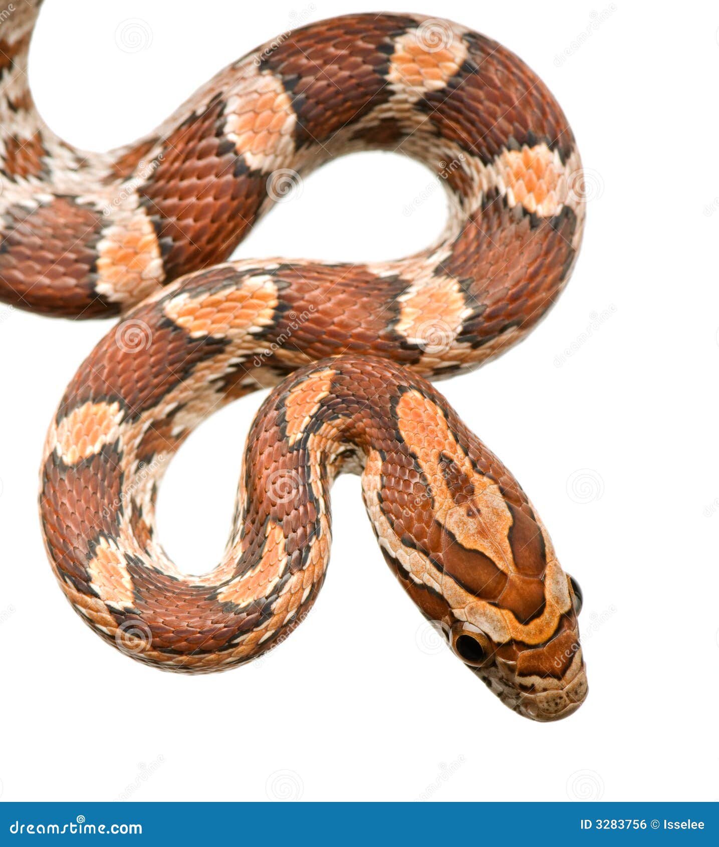 Corn Snake Hatching, Pantherophis Guttatus Royalty-Free Stock ...