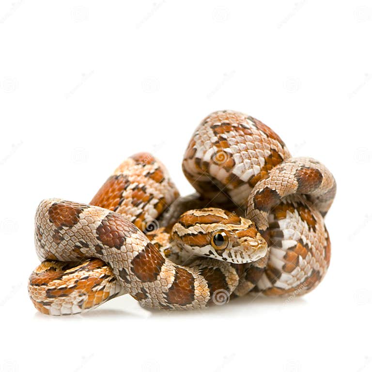 Corn Snake stock image. Image of supple, slithering, contorsion - 3284111
