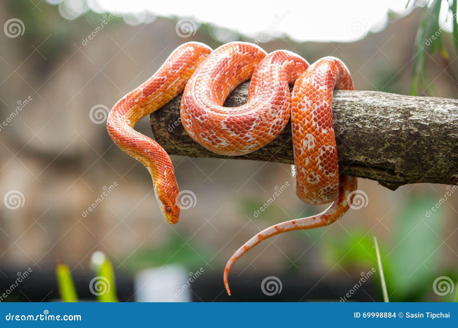 Corn snake stock photo. Image of predator, drooping, serpentine - 69998884