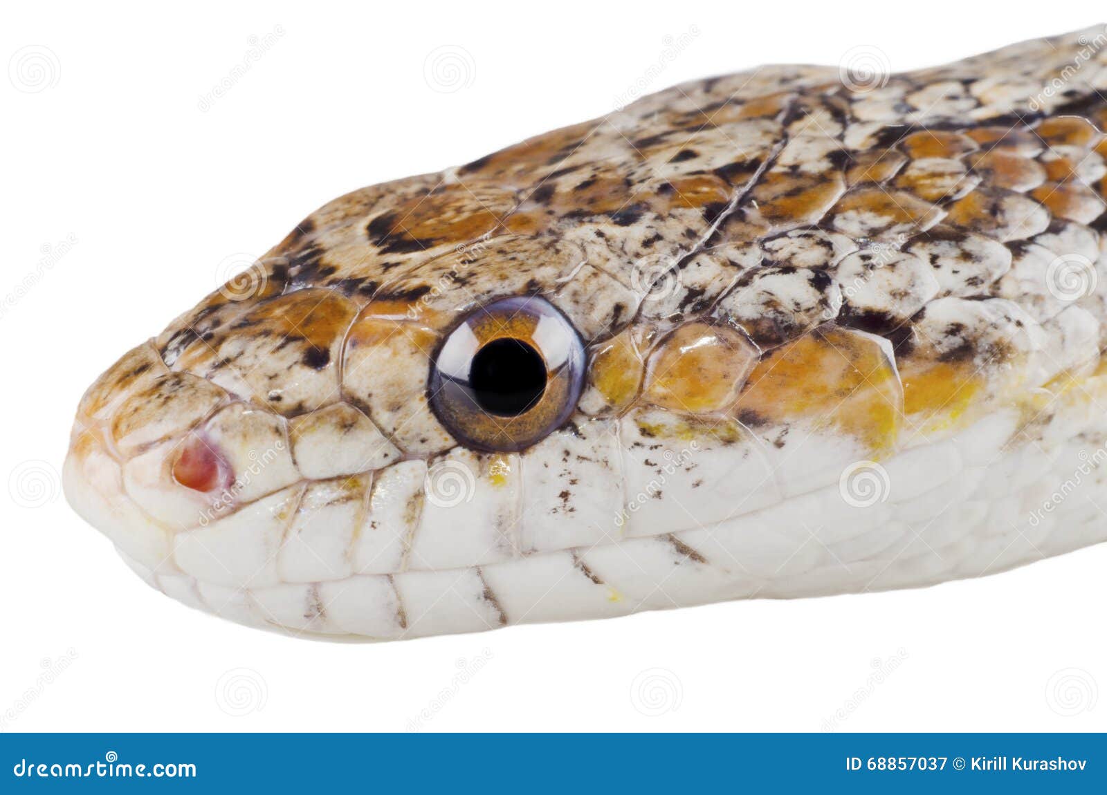Corn snake stock image. Image of corn, head, look, ratsnake - 68857037