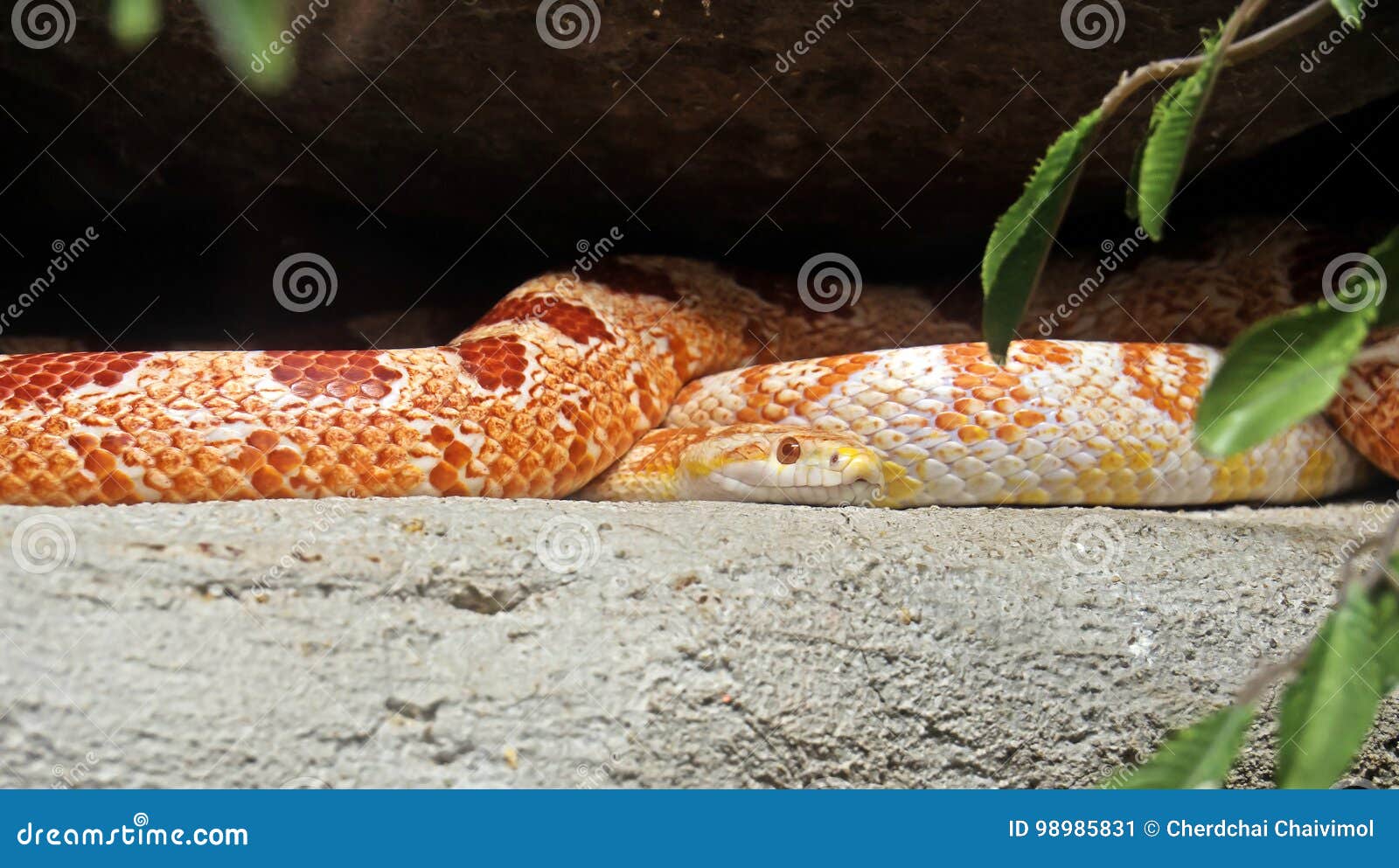 Corn Snake Coiled on Nature Background Stock Image - Image of predator ...
