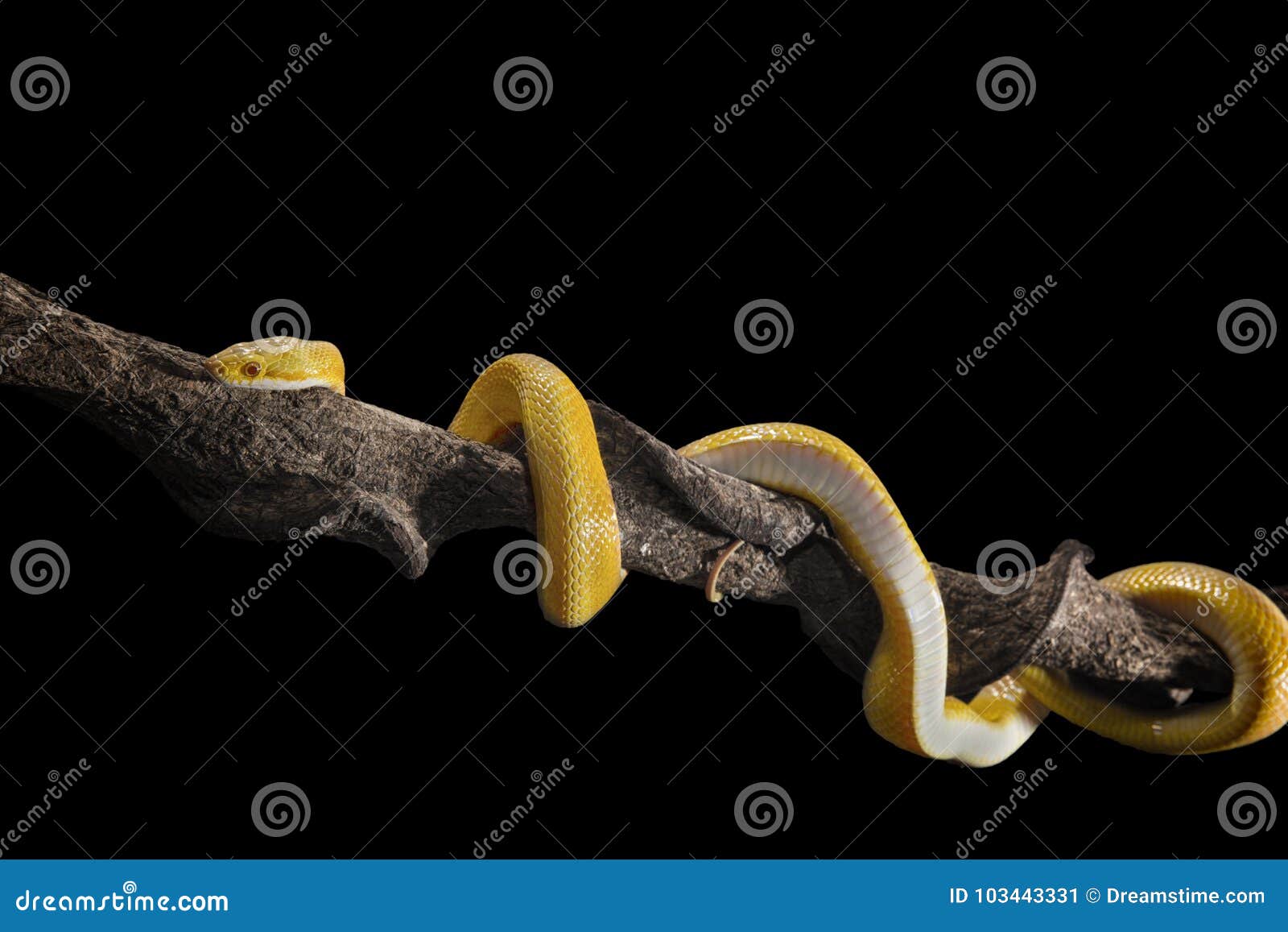Corn snake stock image. Image of bright, ecology, animals - 103443331