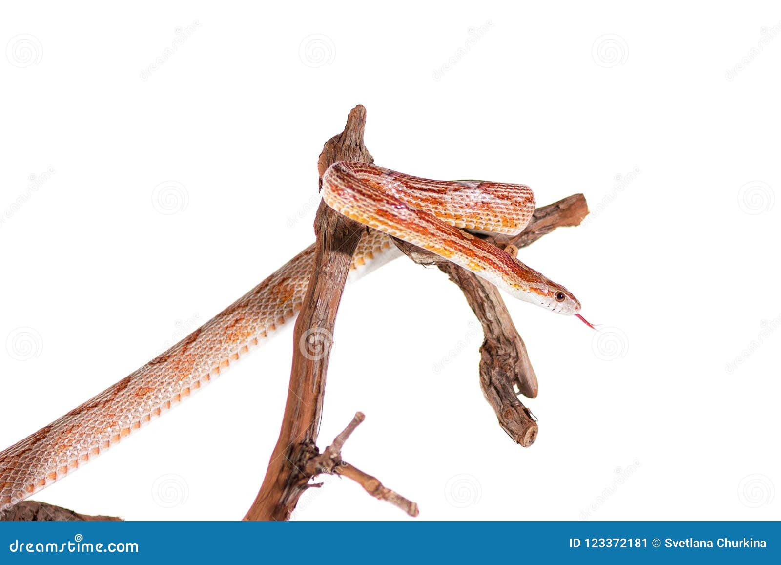 Miami Corn Snake Or Red Rat Snake, Pantherophis Guttatus Royalty-Free ...