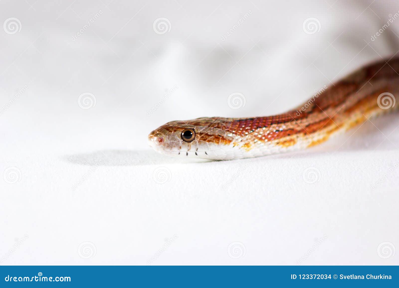 Miami Corn Snake Or Red Rat Snake, Pantherophis Guttatus Royalty-Free ...